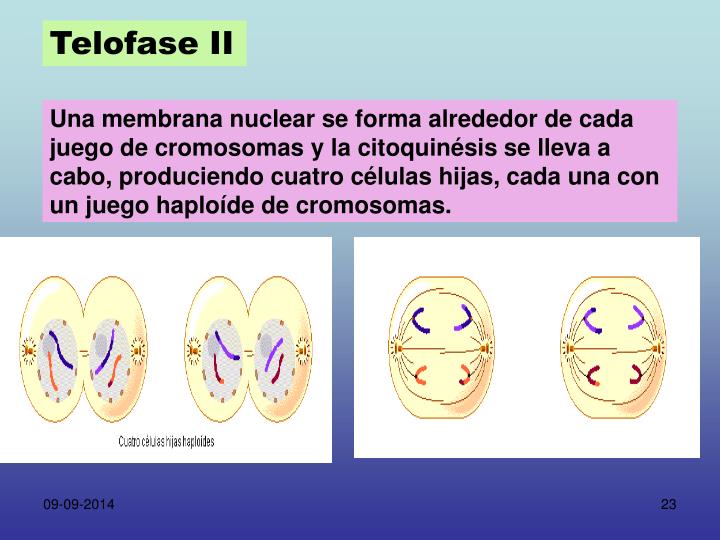 PPT - MEIOSIS PowerPoint Presentation - ID:4158246