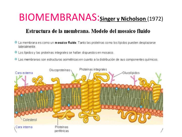 PPT - MORFOLOGÍA CELULAR: MEMBRANA, CITOSOL, CITOESQUELETO Y ORGANULOS ...