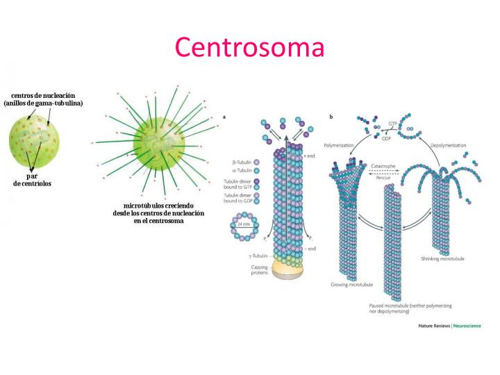 PPT - MORFOLOGÍA CELULAR: MEMBRANA, CITOSOL, CITOESQUELETO Y ORGANULOS ...