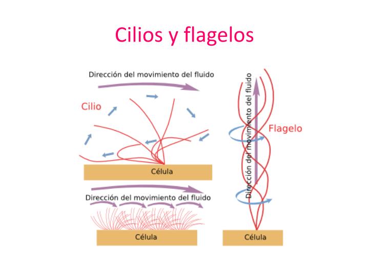 PPT - MORFOLOGÍA CELULAR: MEMBRANA, CITOSOL, CITOESQUELETO Y ORGANULOS ...