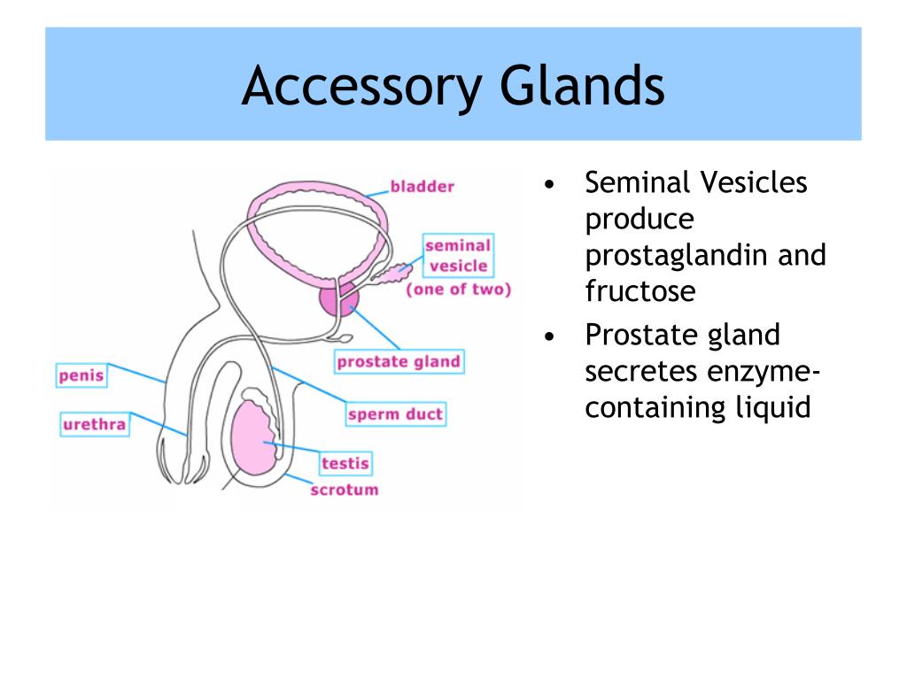 PPT - Reproductive System Functions and Hormonal Control PowerPoint ...
