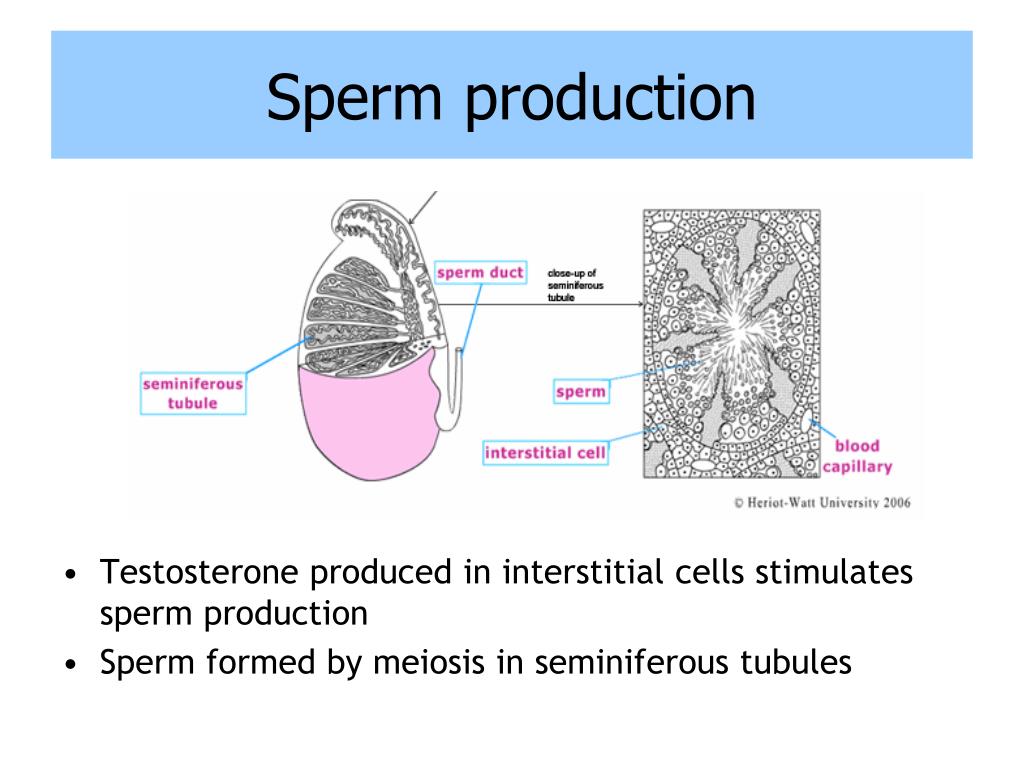 PPT - Reproductive System Functions and Hormonal Control PowerPoint ...