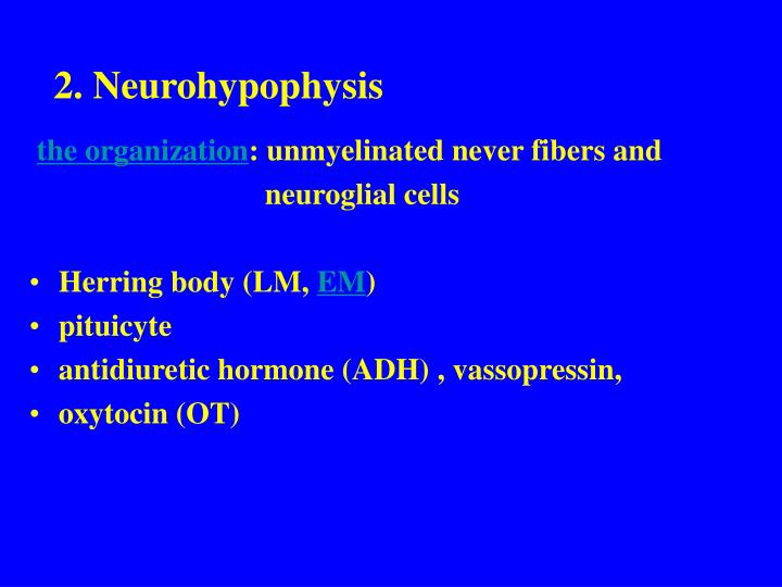 PPT - Endocrine System PowerPoint Presentation - ID:4159691