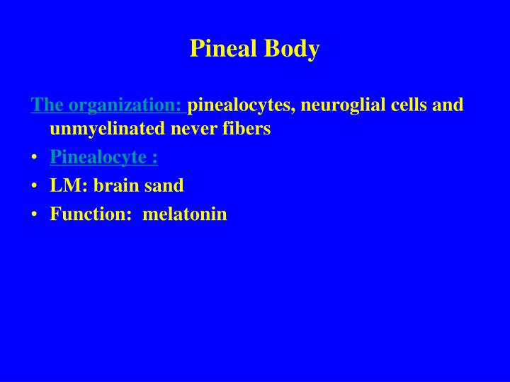 PPT - Endocrine System PowerPoint Presentation - ID:4159691