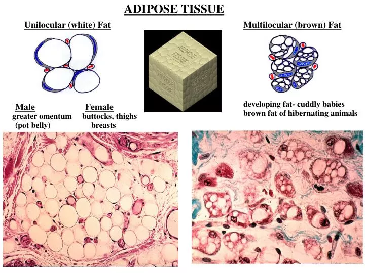 PPT - ADIPOSE TISSUE PowerPoint Presentation, free download - ID:4159709