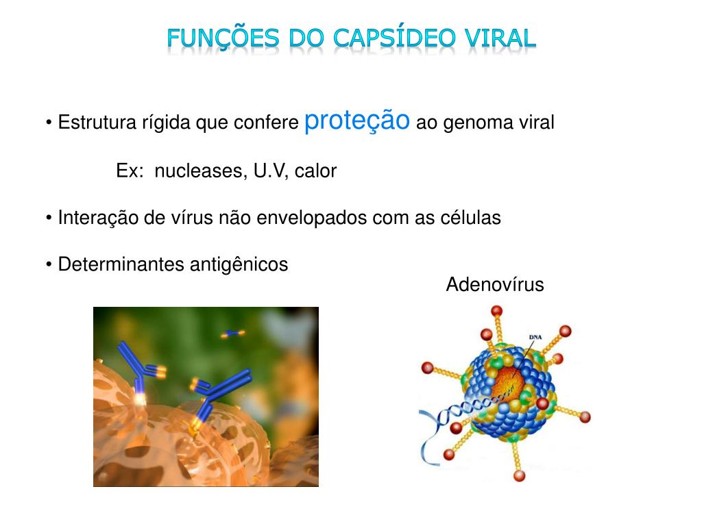 PPT - UNIVERSIDADE FEDERAL FLUMINENSE INSTITUTO BIOMÉDICO DEPARTAMENTO ...