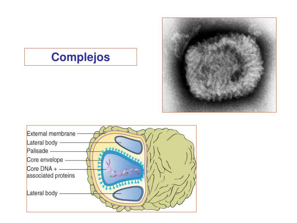 PPT - Clasificación, estructura y morfología de los virus Tema 2 ...