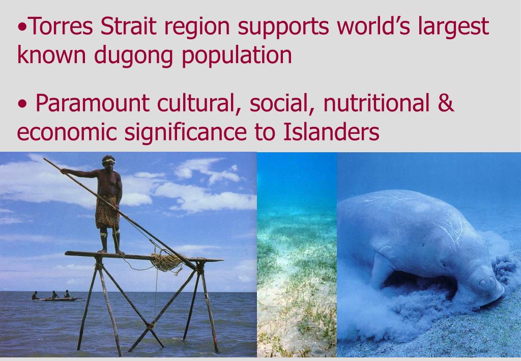PPT - Evidence that the dugong harvest in Torres Strait is too high to ...