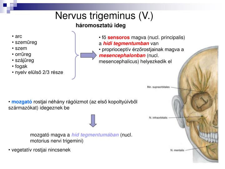 PPT - Idegrendszer I. PowerPoint Presentation - ID:4161449