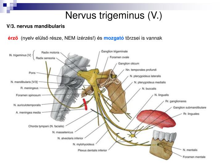 PPT - Idegrendszer I. PowerPoint Presentation - ID:4161449