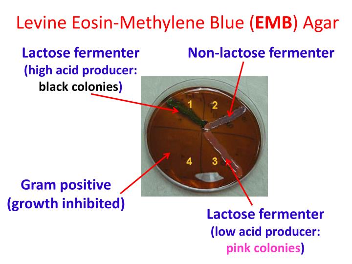 PPT - Enterotube PowerPoint Presentation - ID:4161759