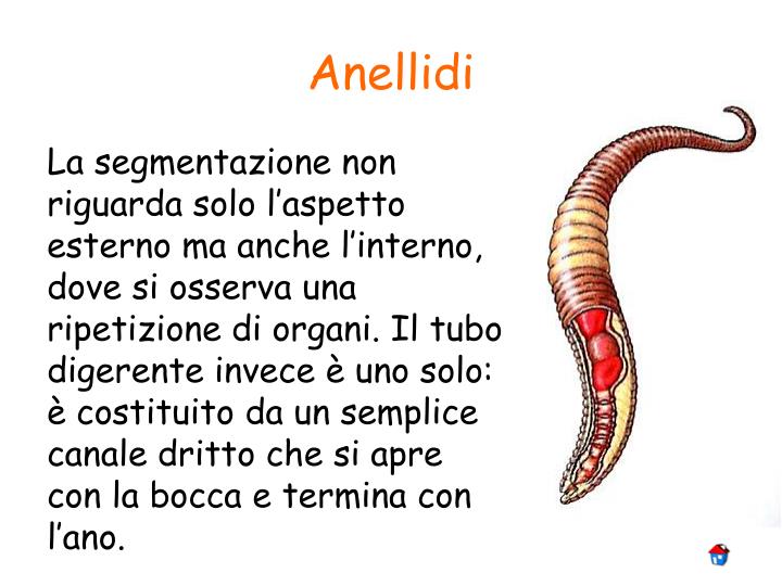 PPT - Il Regno degli Animali PowerPoint Presentation - ID:4162727