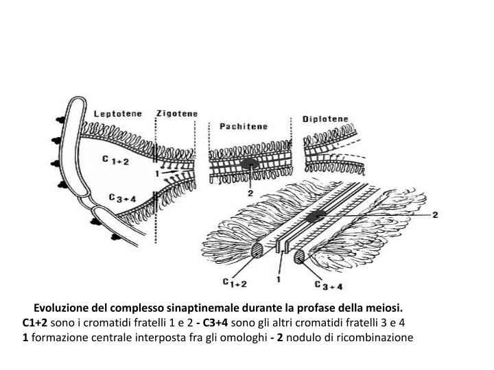 PPT - La meiosi PowerPoint Presentation - ID:4162750