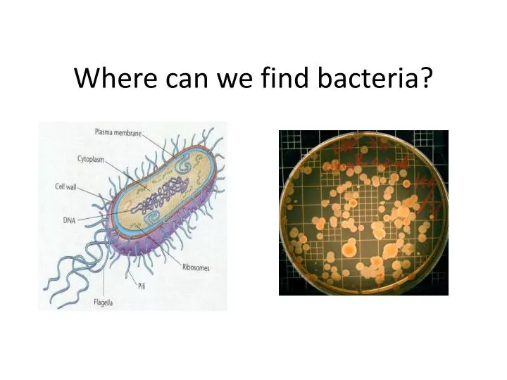 PPT - Where can we find bacteria? PowerPoint Presentation, free ...