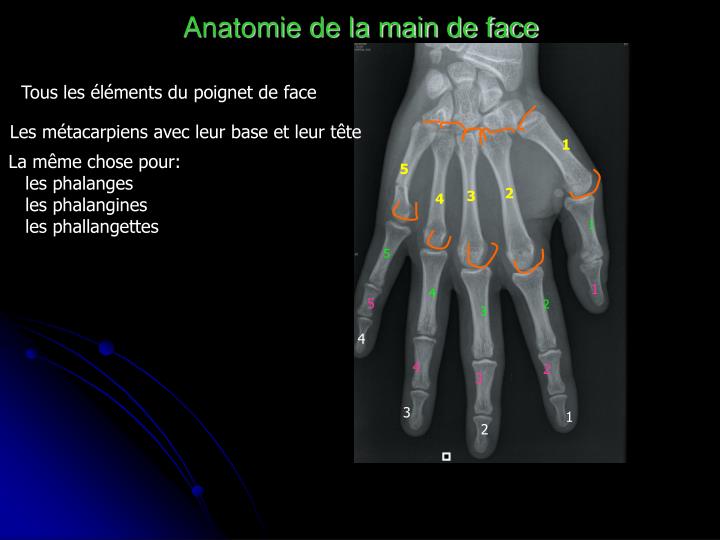 PPT - ANATOMIE RADIOLOGIQUE DU POIGNET PowerPoint Presentation - ID:4163559
