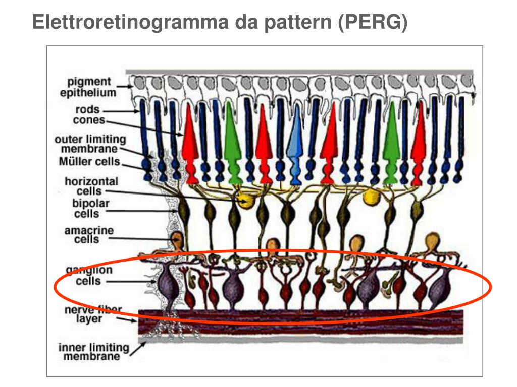 PPT - Potenziali Evocati Visivi (PEV) PowerPoint Presentation, free ...