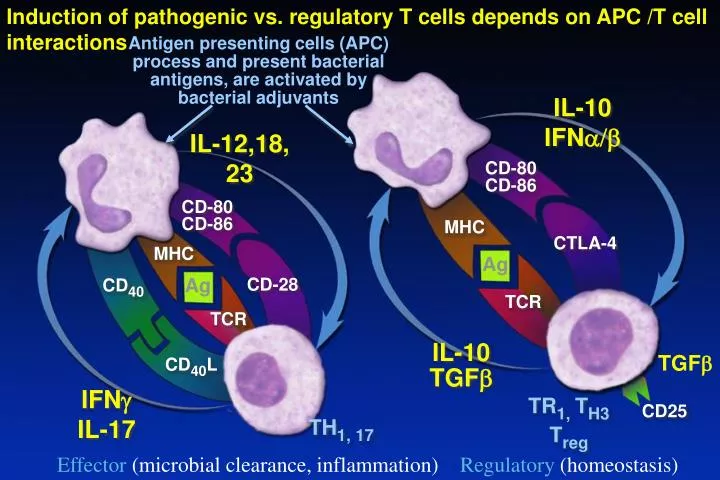 PPT - Induction of pathogenic vs. regulatory T cells depends on APC /T ...