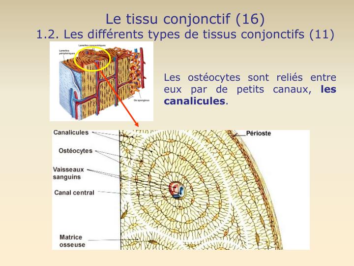 PPT - LES TISSUS DE L’ORGANISME PowerPoint Presentation - ID:4167407