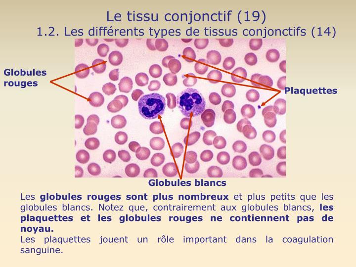 PPT - LES TISSUS DE L’ORGANISME PowerPoint Presentation - ID:4167407