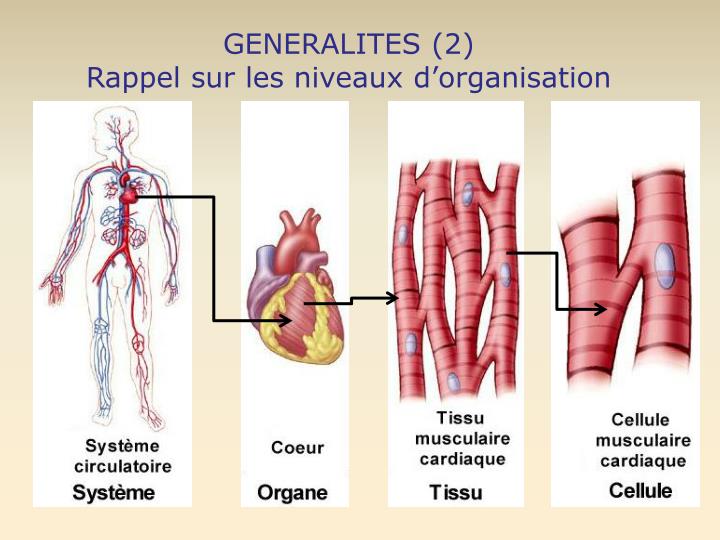 PPT - LES TISSUS DE L’ORGANISME PowerPoint Presentation - ID:4167407