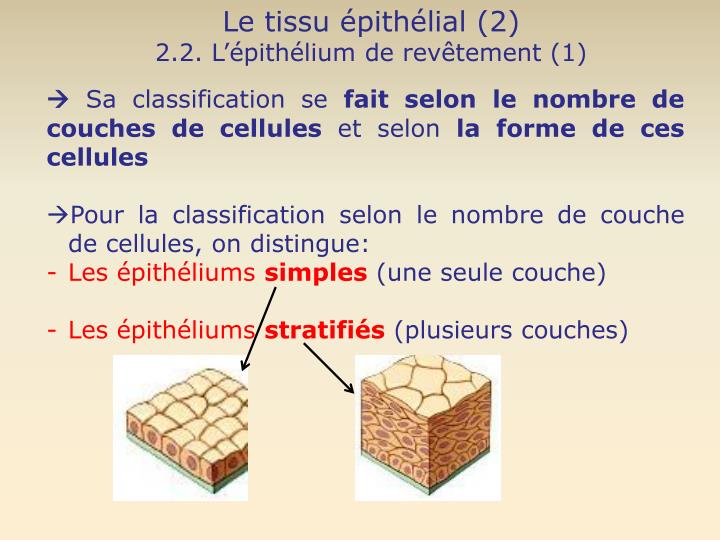 PPT - LES TISSUS DE L’ORGANISME PowerPoint Presentation - ID:4167407