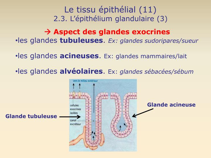 PPT - LES TISSUS DE L’ORGANISME PowerPoint Presentation - ID:4167407
