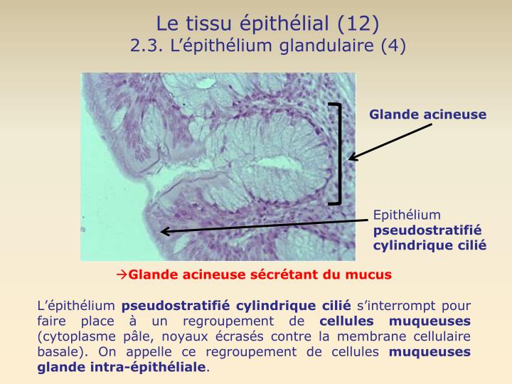 PPT - LES TISSUS DE L’ORGANISME PowerPoint Presentation - ID:4167407