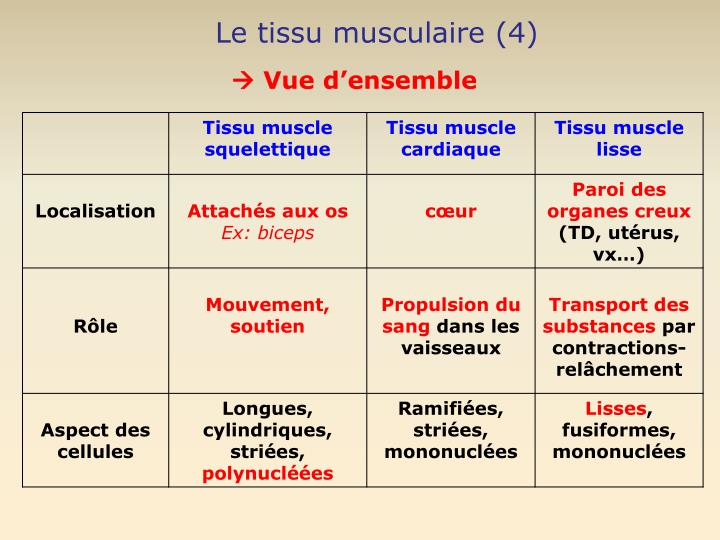 PPT - LES TISSUS DE L’ORGANISME PowerPoint Presentation - ID:4167407