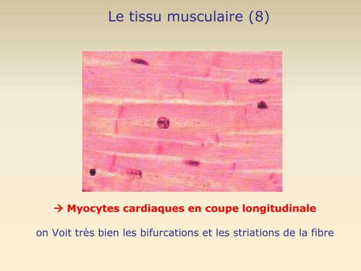PPT - LES TISSUS DE L’ORGANISME PowerPoint Presentation - ID:4167407