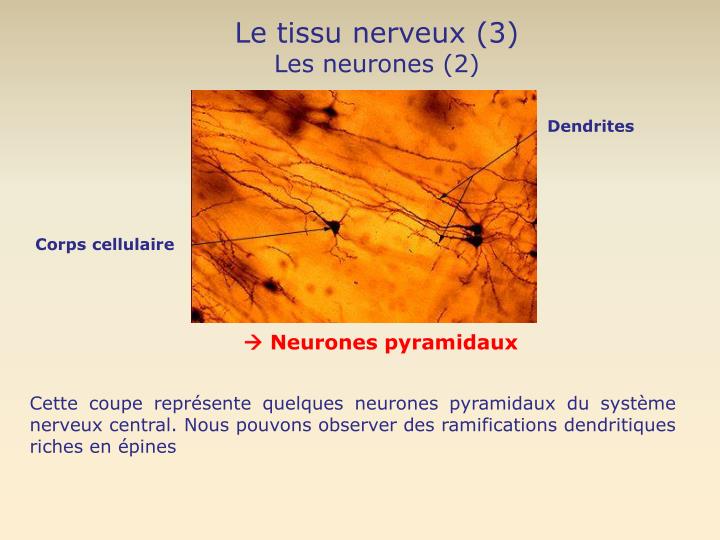 PPT - LES TISSUS DE L’ORGANISME PowerPoint Presentation - ID:4167407