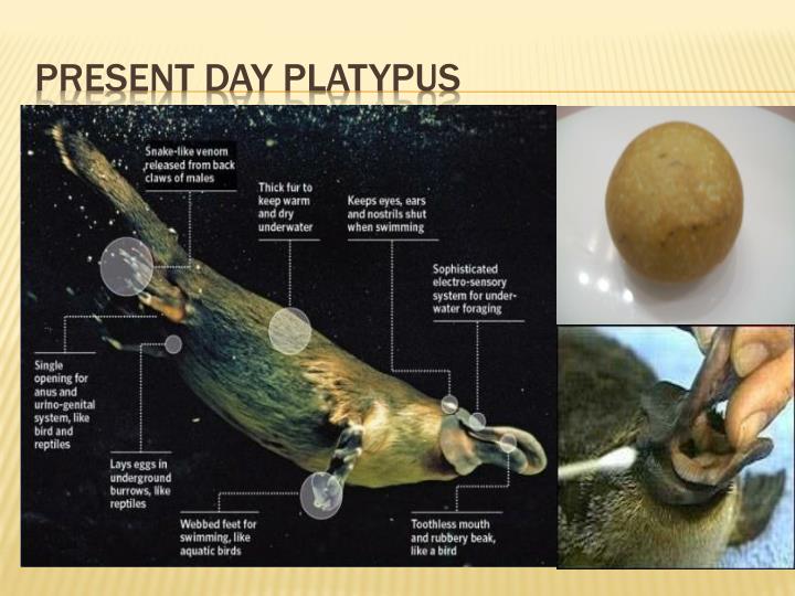 PPT - Adaptations of the Platypus adam Ohl PowerPoint Presentation - ID ...