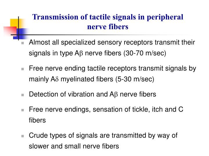 PPT - Somatic Sensations I General Organization, the Tactile and ...