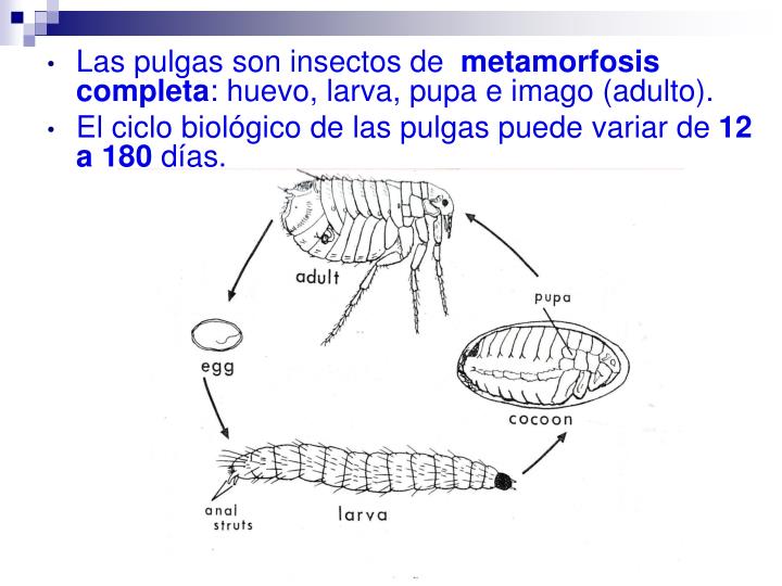 PPT - LAS PULGAS PowerPoint Presentation - ID:4167651