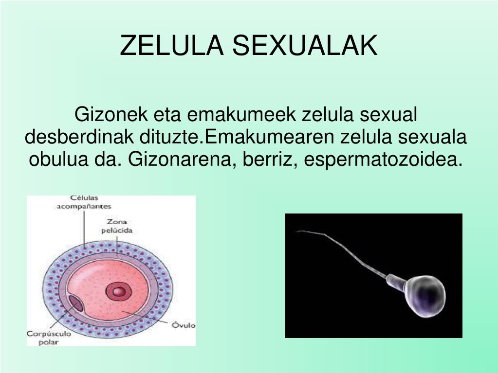 PPT - Ekologian, ekosistema ingurune jakin bateko osa- PowerPoint ...