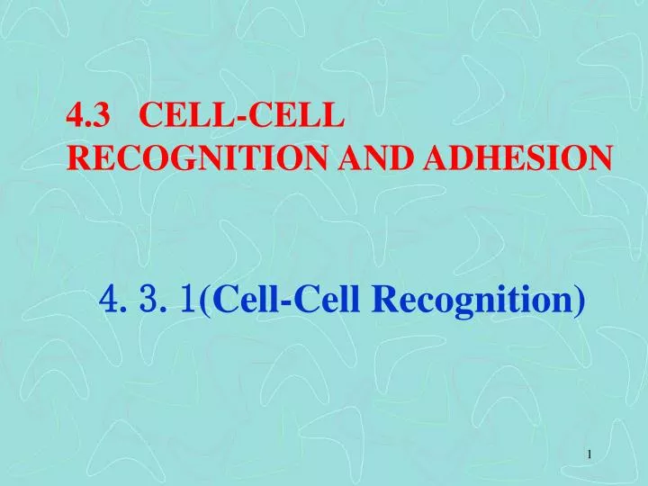 PPT - 4.3 CELL-CELL RECOGNITION AND ADHESION PowerPoint Presentation ...