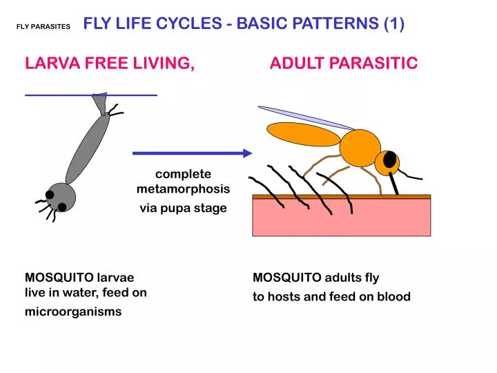 PPT - FLY PARASITES FLY LIFE CYCLES - BASIC PATTERNS (1) PowerPoint ...