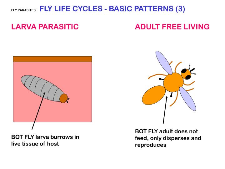 PPT - FLY PARASITES FLY LIFE CYCLES - BASIC PATTERNS (1) PowerPoint ...