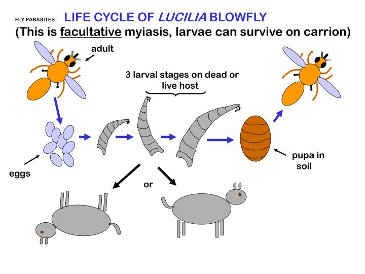PPT - FLY PARASITES FLY LIFE CYCLES - BASIC PATTERNS (1) PowerPoint ...