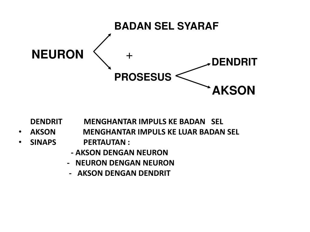 PPT - SISTEM SYARAF PowerPoint Presentation, free download - ID:4169992