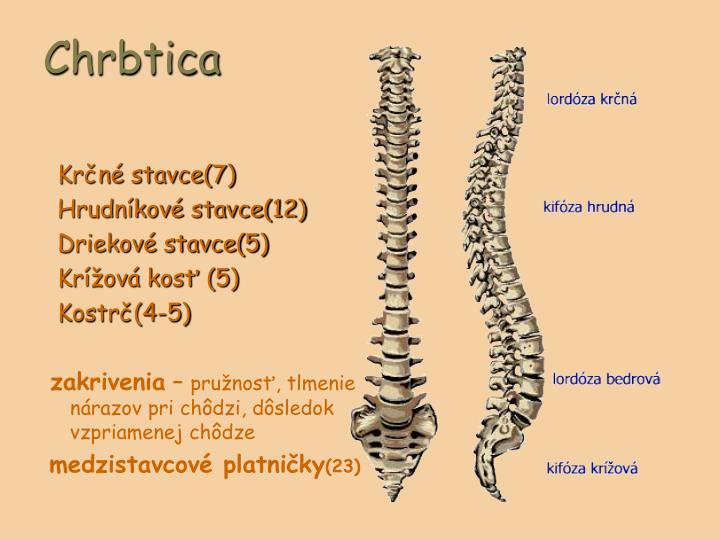 PPT - Oporná sústava - kostra PowerPoint Presentation - ID:4172869