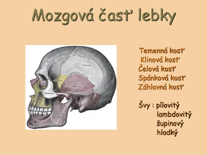 PPT - Oporná sústava - kostra PowerPoint Presentation - ID:4172869