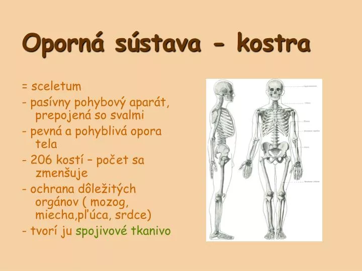 PPT - Oporná sústava - kostra PowerPoint Presentation, free download ...