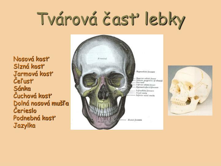 PPT - Oporná sústava - kostra PowerPoint Presentation - ID:4172869