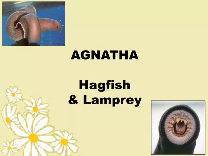 PPT - AGNATHA Hagfish & Lamprey PowerPoint Presentation, free download ...