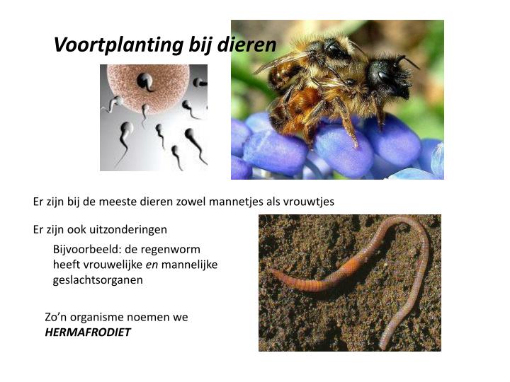 PPT - Voortplanting… PowerPoint Presentation - ID:4173818