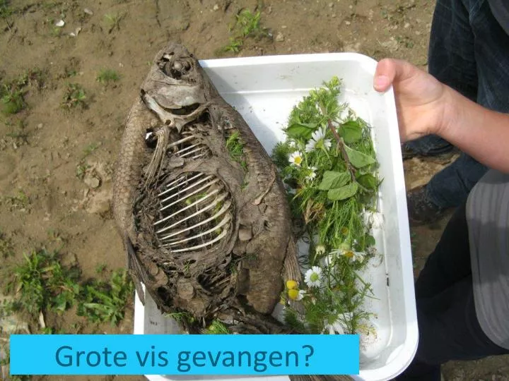 PPT - Grote vis gevangen? PowerPoint Presentation, free download - ID ...