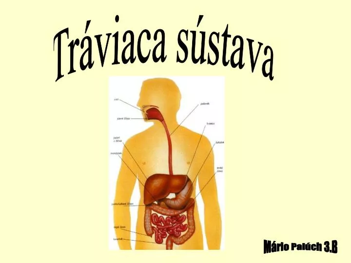 PPT - Tráviaca sústava PowerPoint Presentation, free download - ID:4174221
