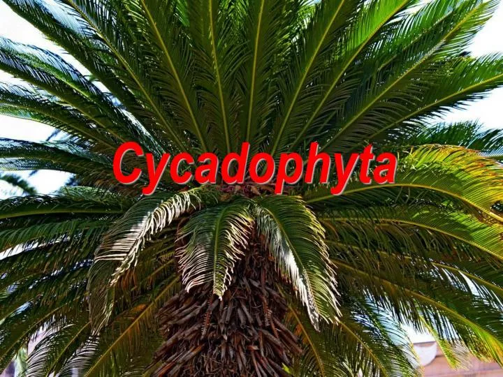 PPT - Cycadophyta PowerPoint Presentation, free download - ID:4174365