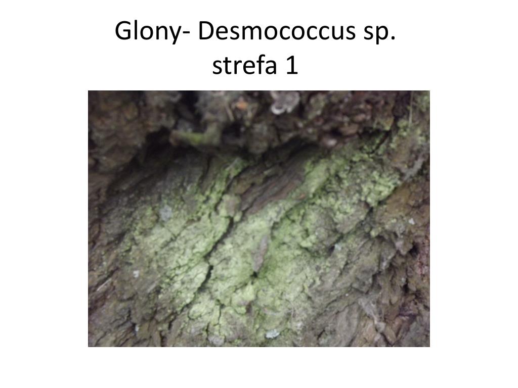 PPT - Porosty-organizmy bioindykacyjne PowerPoint Presentation, free ...