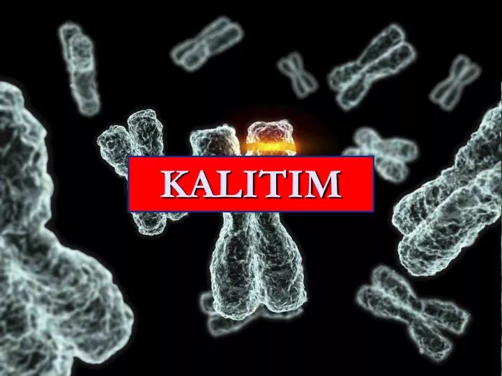PPT - KALITIM PowerPoint Presentation, free download - ID:4174495